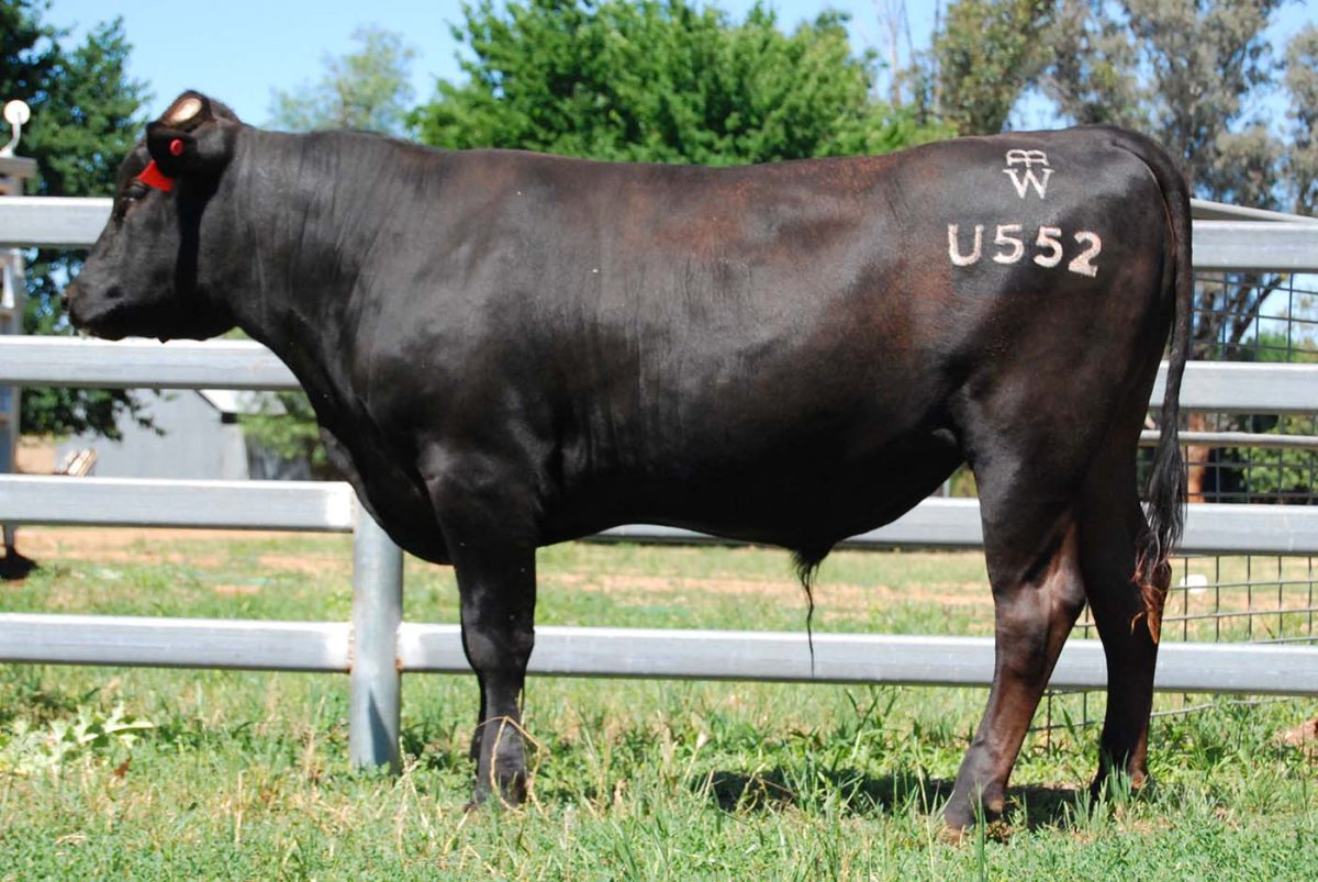 BISHOP WAGYU ITOSHIGENAMI U552 – Bishop Wagyu